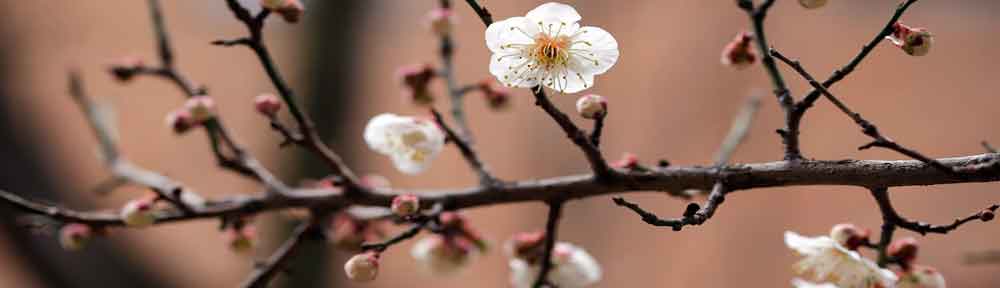 Spring in the UK: An In-Depth Overview - Flora anr fauna of the UK