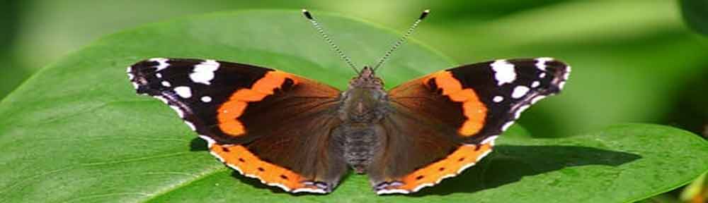 Butterflies: Fauna of the UK - Flora and Fauna of the UK