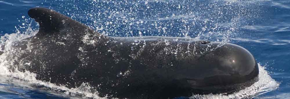 Long-Finned Pilot Whale (Globicephala melas): Fauna of the UK - Flora ...