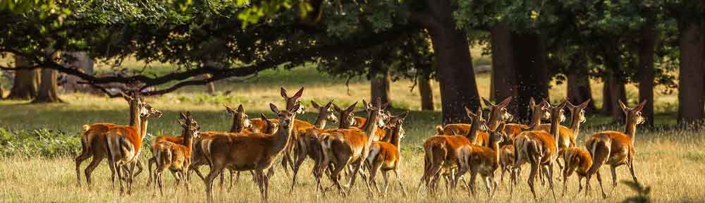 Red Deer (Cervus elaphus): Fauna of the UK - Flora and Fauna of the UK