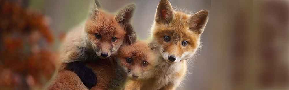 Red Fox (Vulpes vulpes): Fauna of the UK - Flora and Fauna of the UK