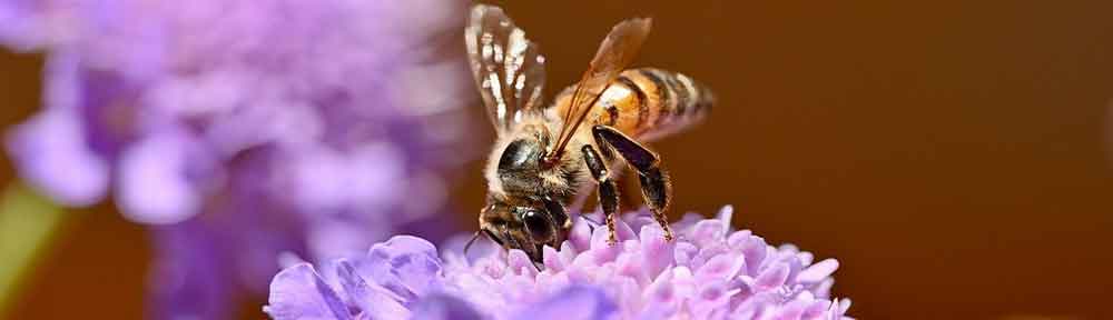 UK Pollinators: An Essential Overview - Flora and Fauna of the UK