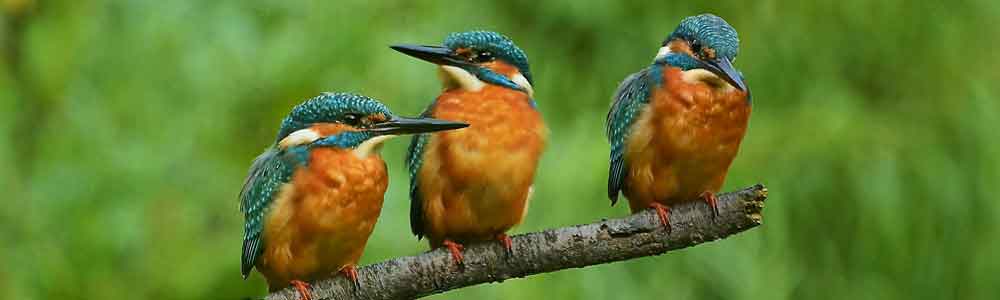 Kingfisher (Alcedo atthis): Fauna of the UK - A Jewel of the Waterways ...