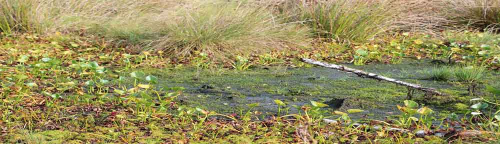 Marshes and Marshlands: An In-Depth Overview - Flora of the UK: - Flora ...