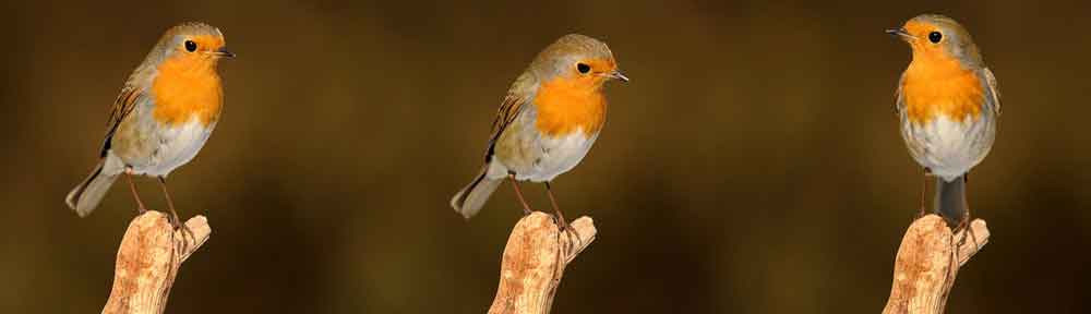 Robin, European (Erithacus rubecula): Fauna of the UK - Flora and Fauna ...