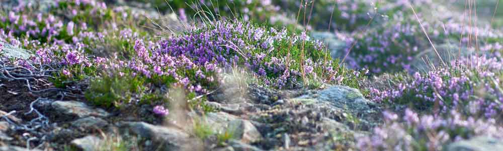 Heather: Flora of the UK - One of the most iconic Plants - Flora and ...