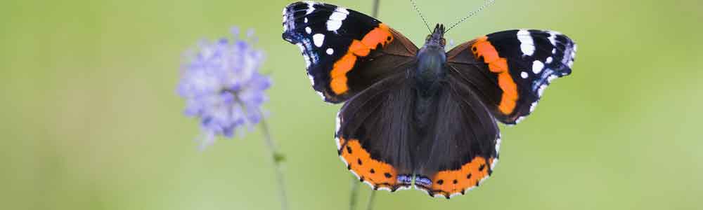 Red Admiral Butterfly (Vanessa atalanta): Fauna of the UK - Flora and ...